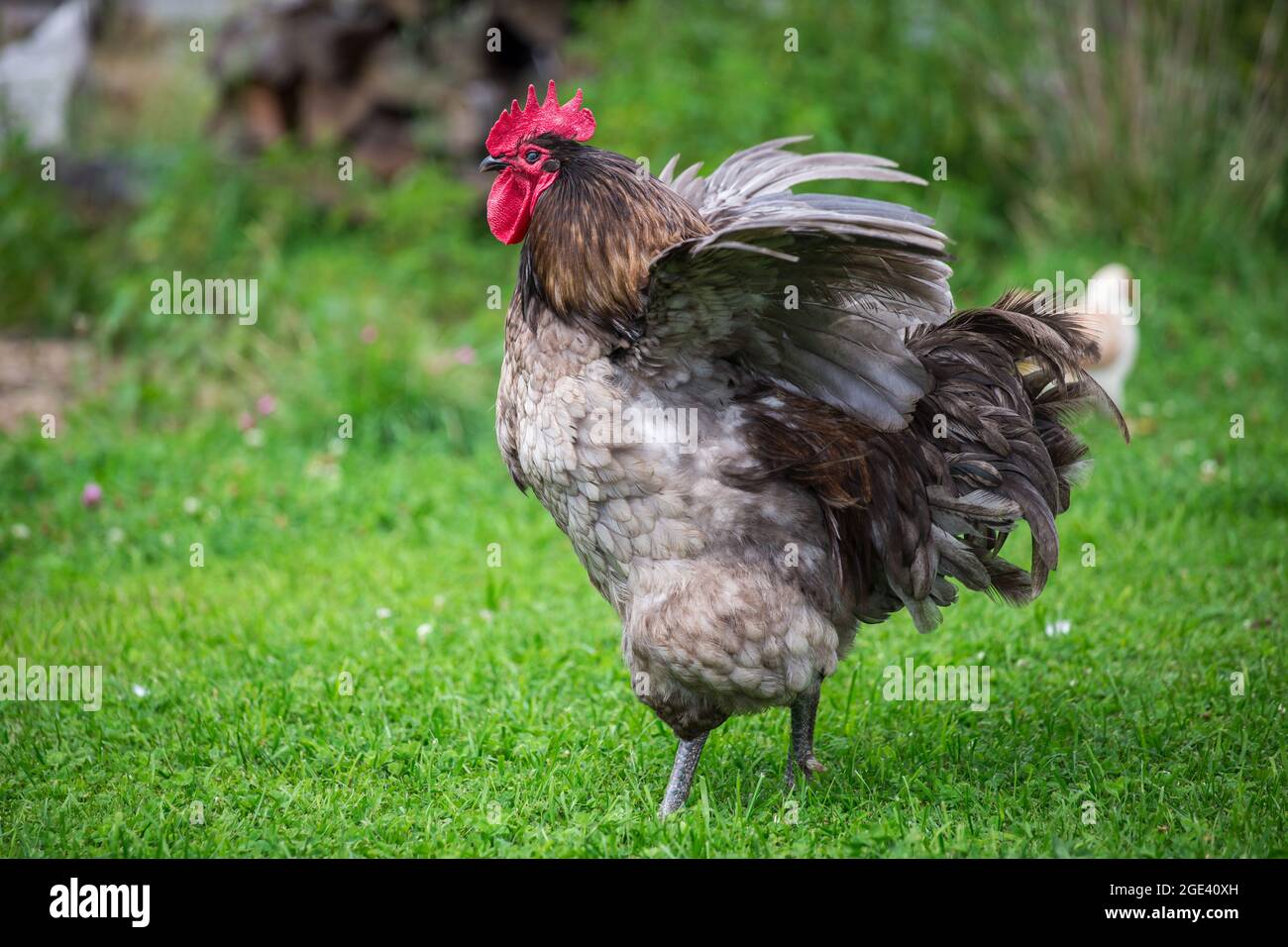 Grey Rooster High Resolution Stock Photography and Images - Alamy