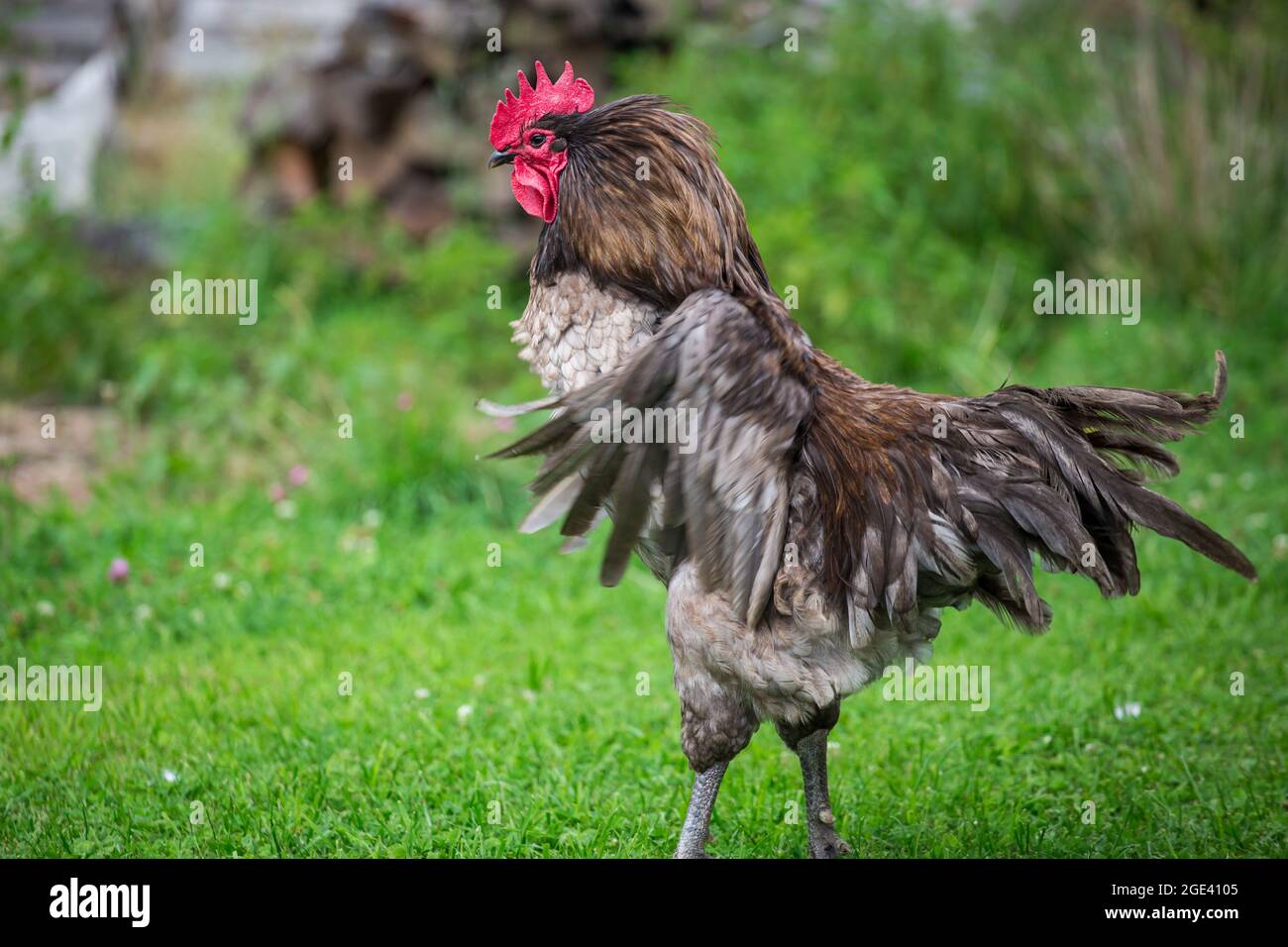 Grey rooster hi-res stock photography and images - Alamy
