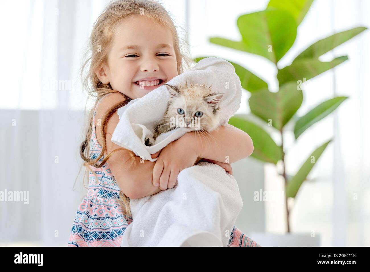 Ragdoll kitten girl hi-res stock photography and images - Alamy