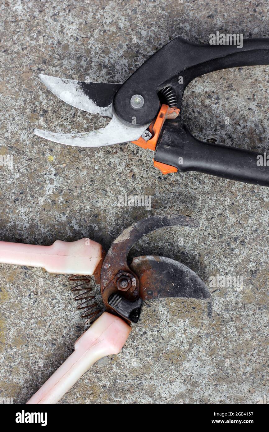 Two pruners on a concrete background. Agricultural tool Stock Photo - Alamy