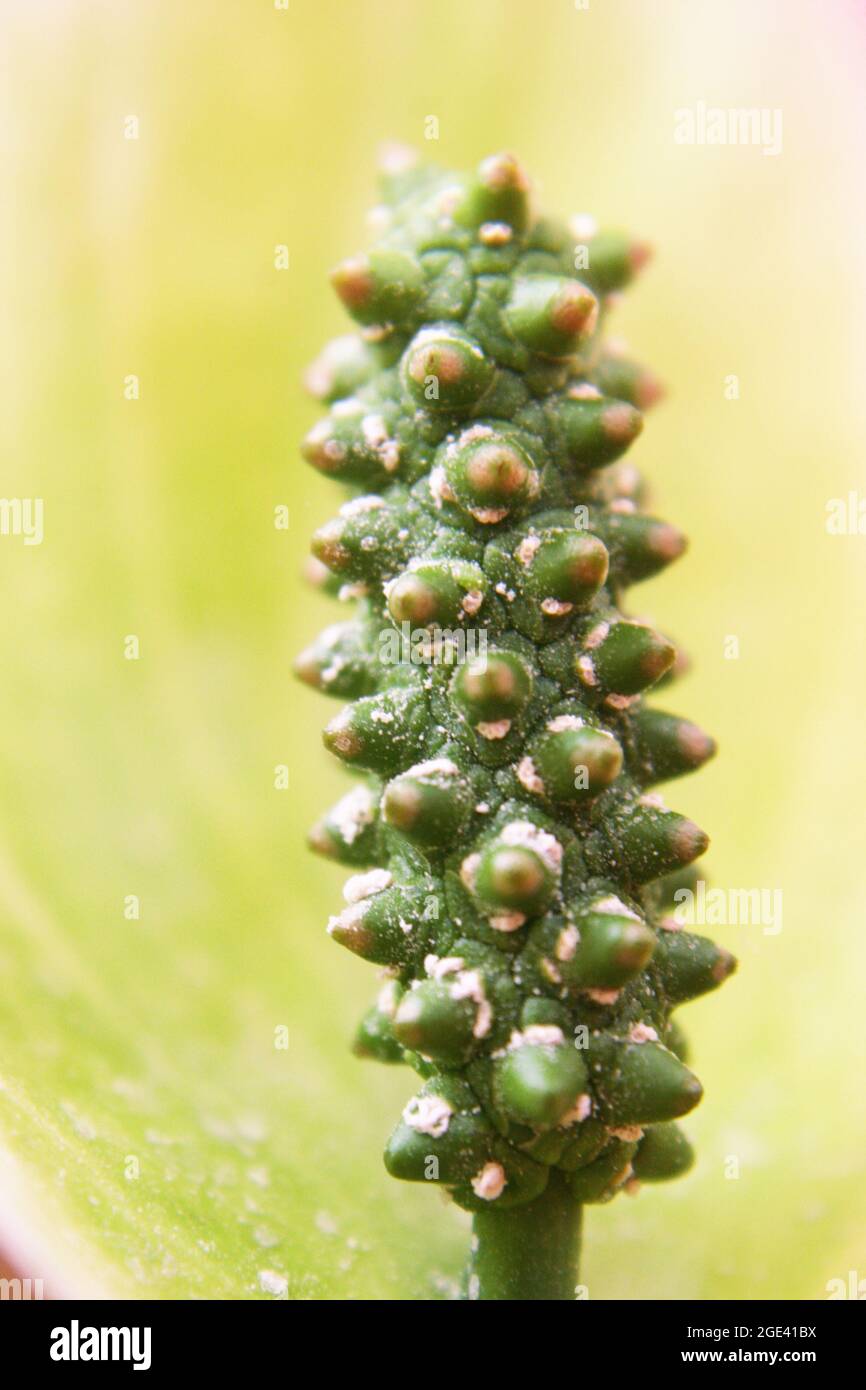 Spathe flower hi-res stock photography and images - Alamy