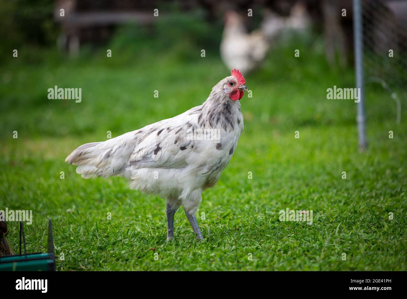 Young Australorp chicken Stock Photo - Alamy