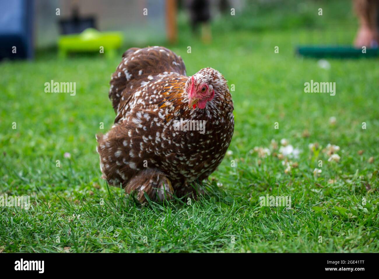 Cochin Bantam chicken hen Stock Photo - Alamy