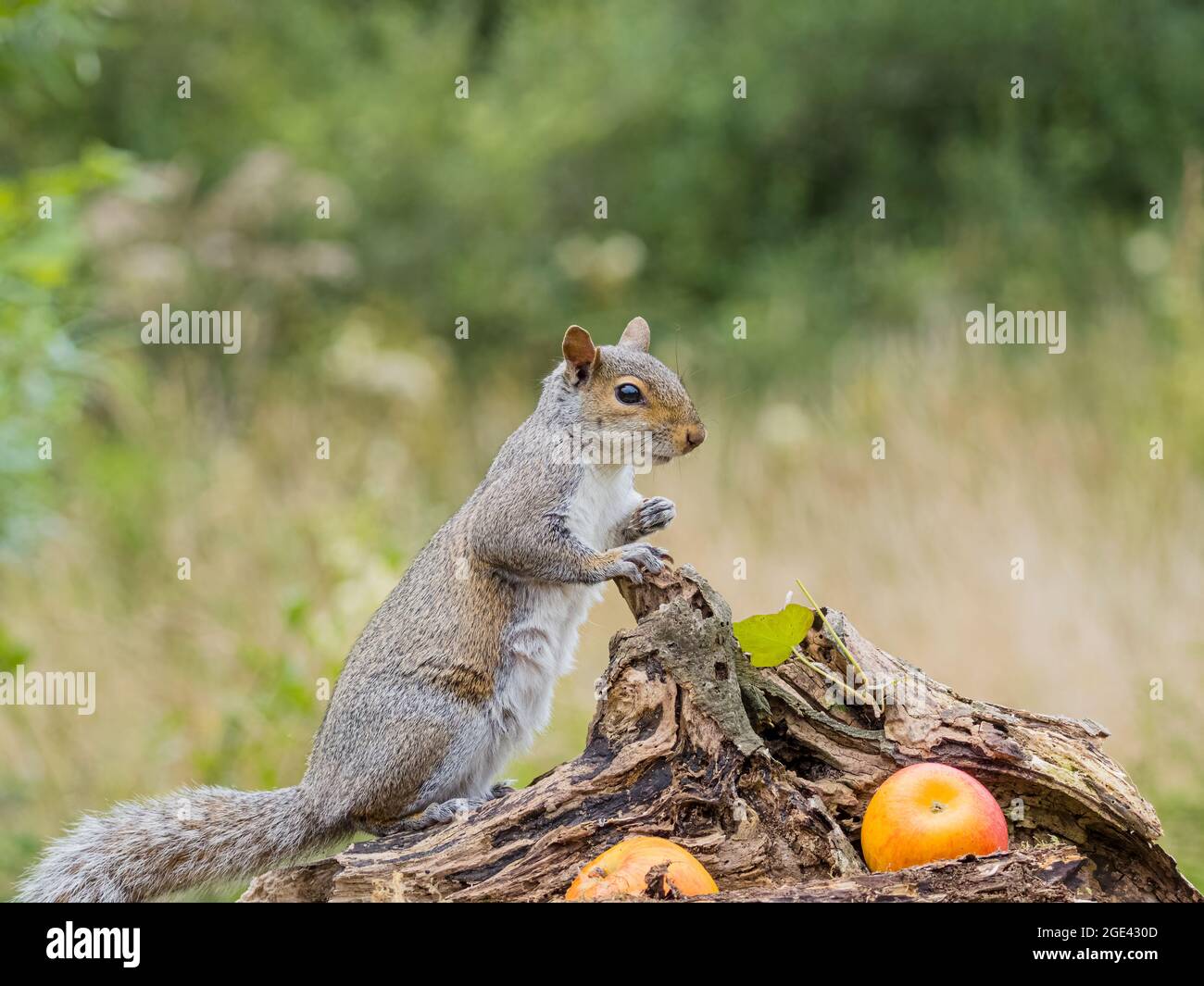 Foraging species hi-res stock photography and images - Alamy