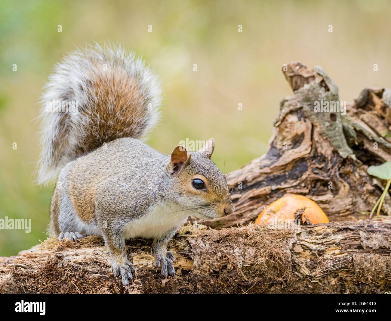 Foraging species hi-res stock photography and images - Alamy