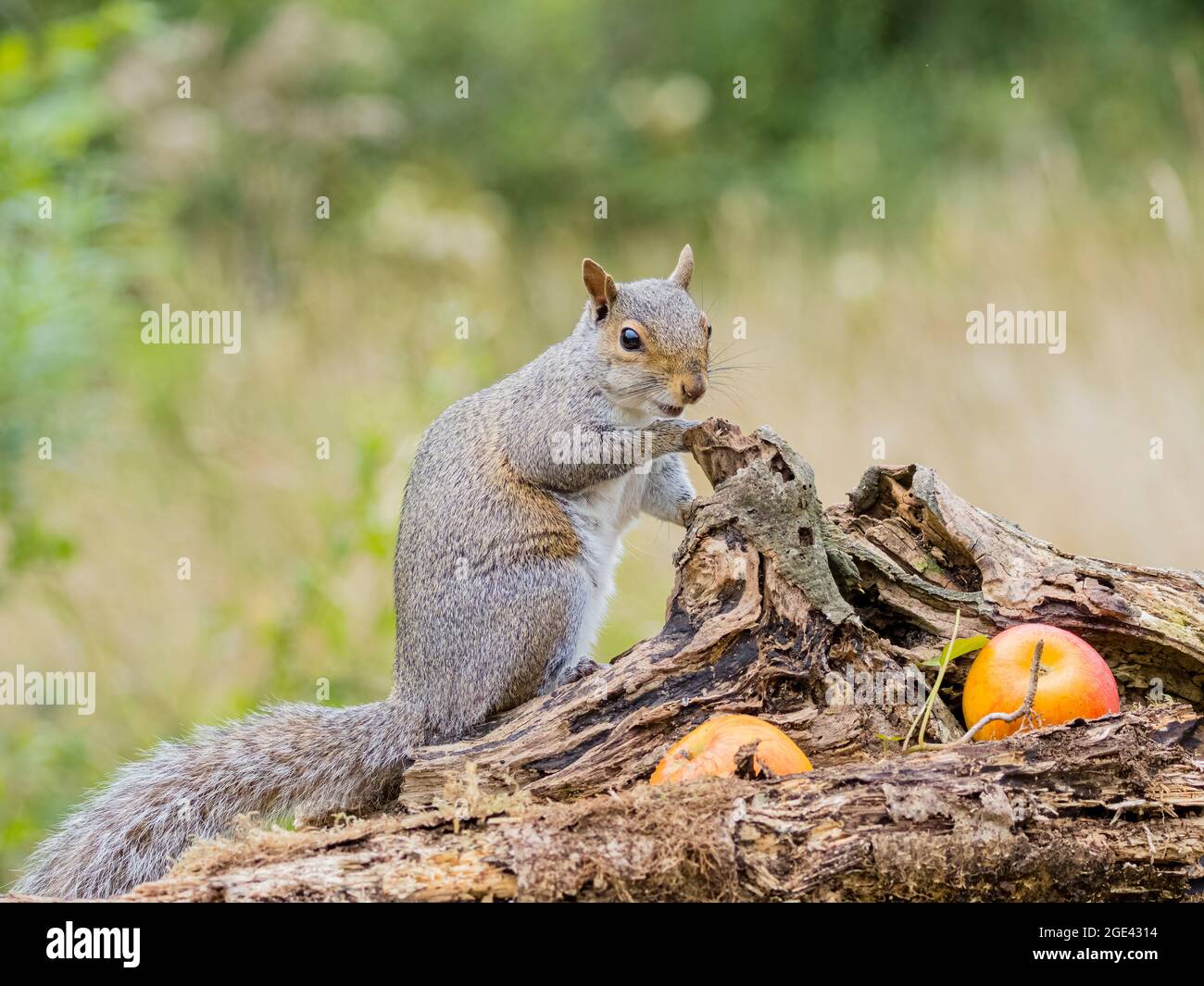 A grey squirrel foraging in mid Wales Stock Photo - Alamy