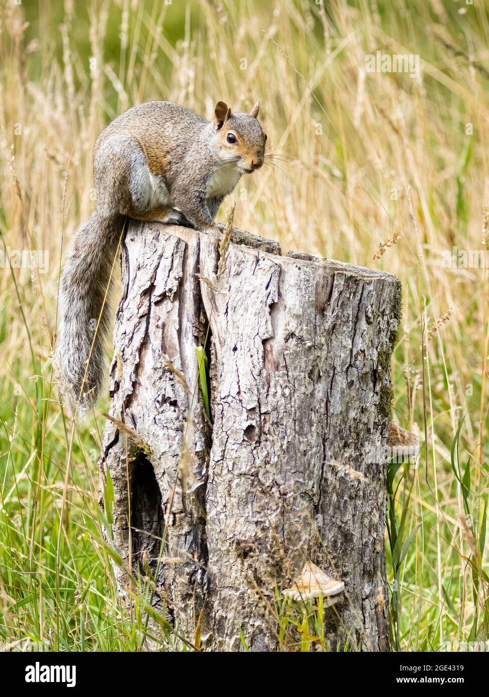 Foraging species hi-res stock photography and images - Alamy