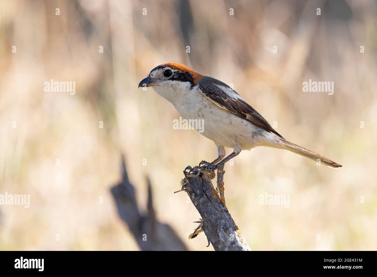 Laniidae hi-res stock photography and images - Alamy