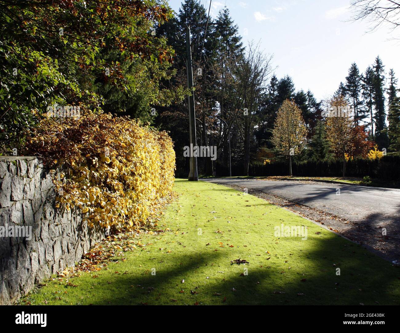 Beautiful view of a road with high trees Stock Photo - Alamy