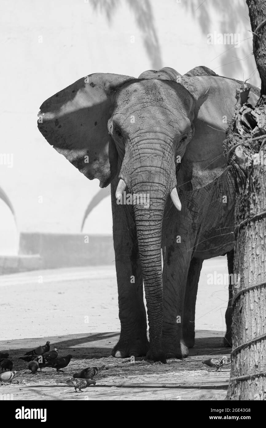 African elephant behind a tree Stock Photo - Alamy