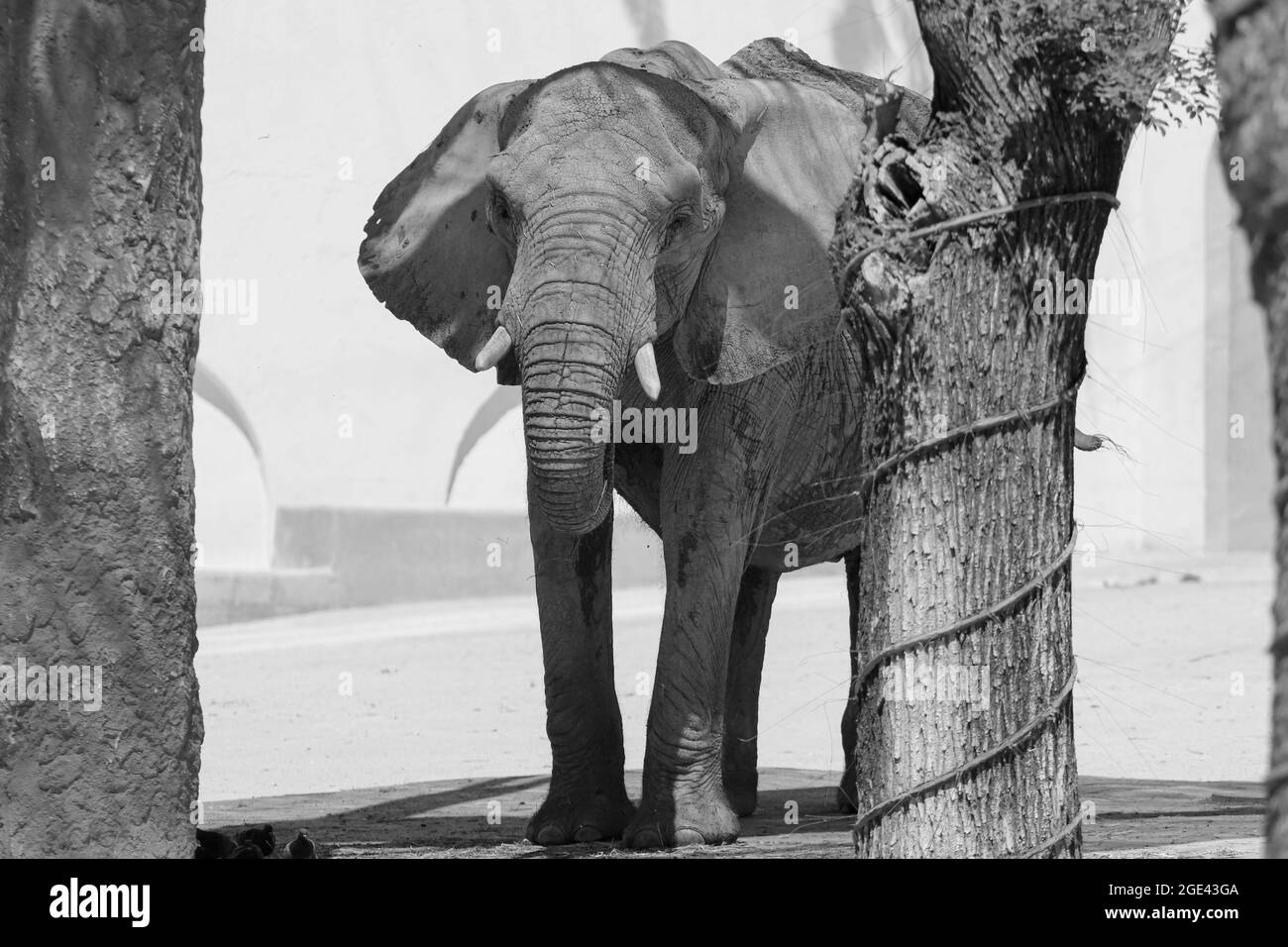 African elephant behind a tree Stock Photo - Alamy