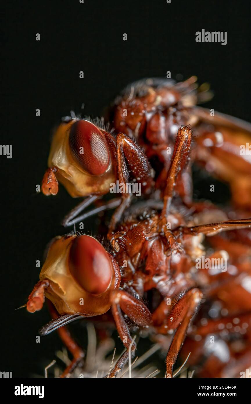 Vertical macro shot of red ants mating in front of a black background ...