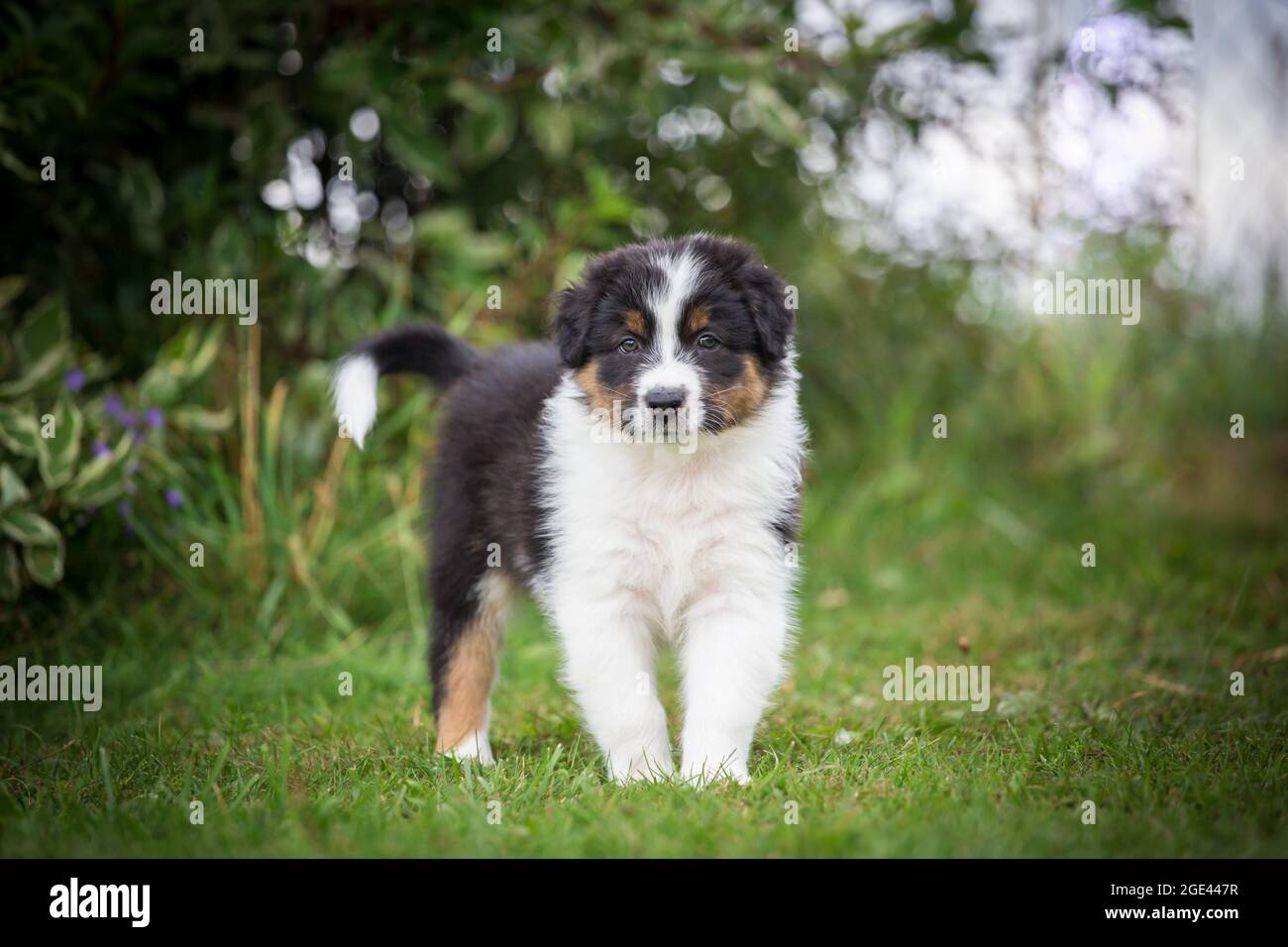 Australian shepherd puppy standing hi-res stock photography and images ...