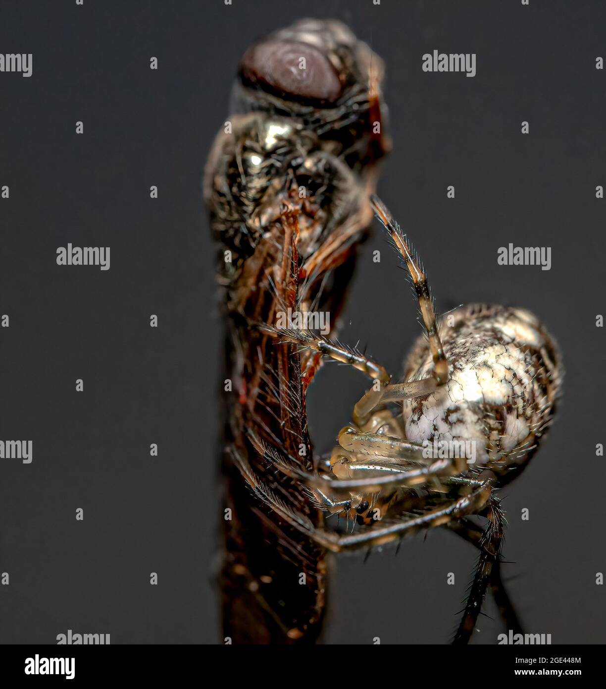 Macro shot of a spider holding onto a fly trapped on its web Stock ...