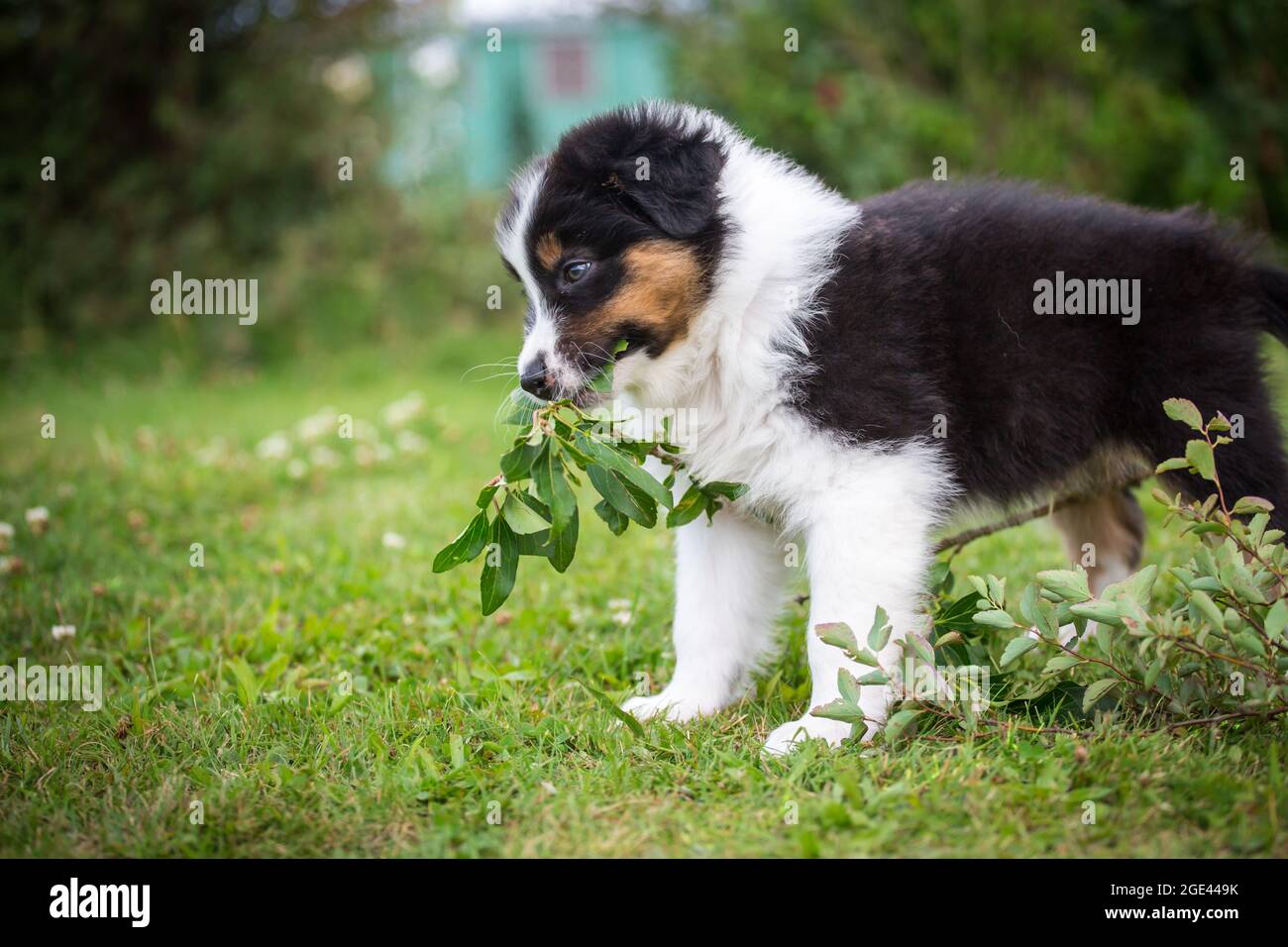 Australian shepherd playing hi-res stock photography and images - Alamy