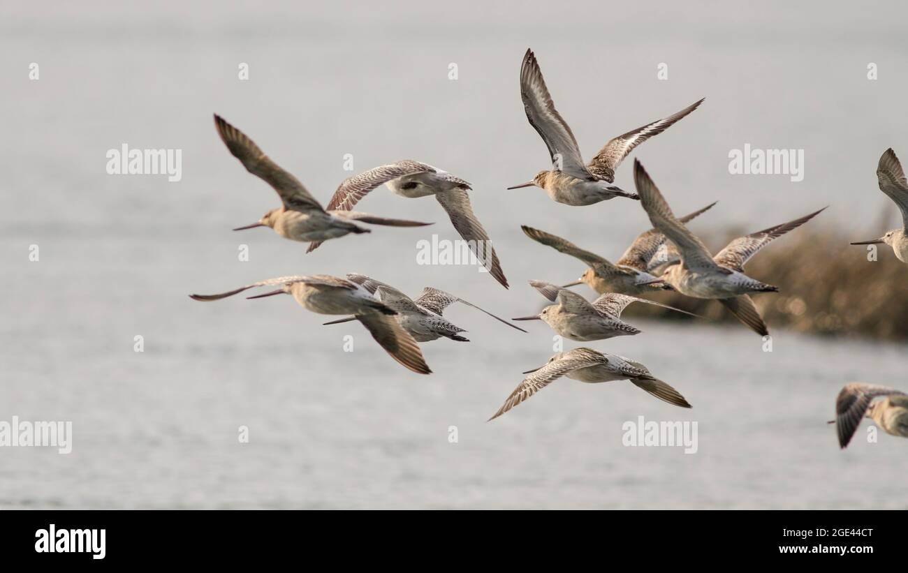 Flock of sandpipers in flight, north of Portugal Stock Photo - Alamy