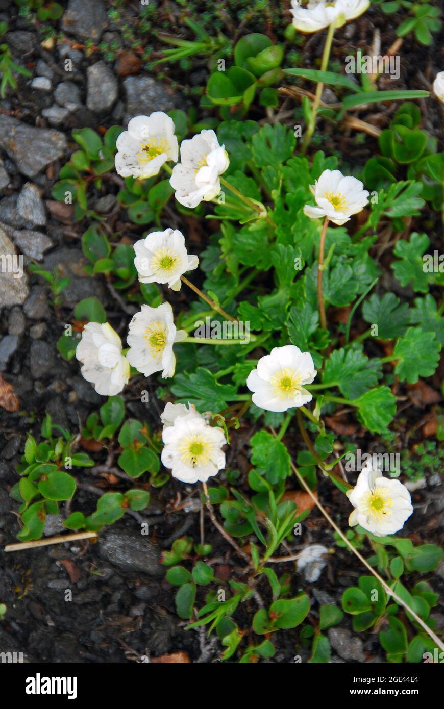 Alpine buttercup hi-res stock photography and images - Alamy
