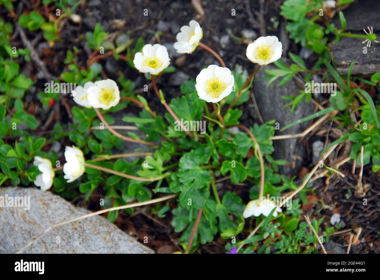 Havasi boglarka hi-res stock photography and images - Alamy