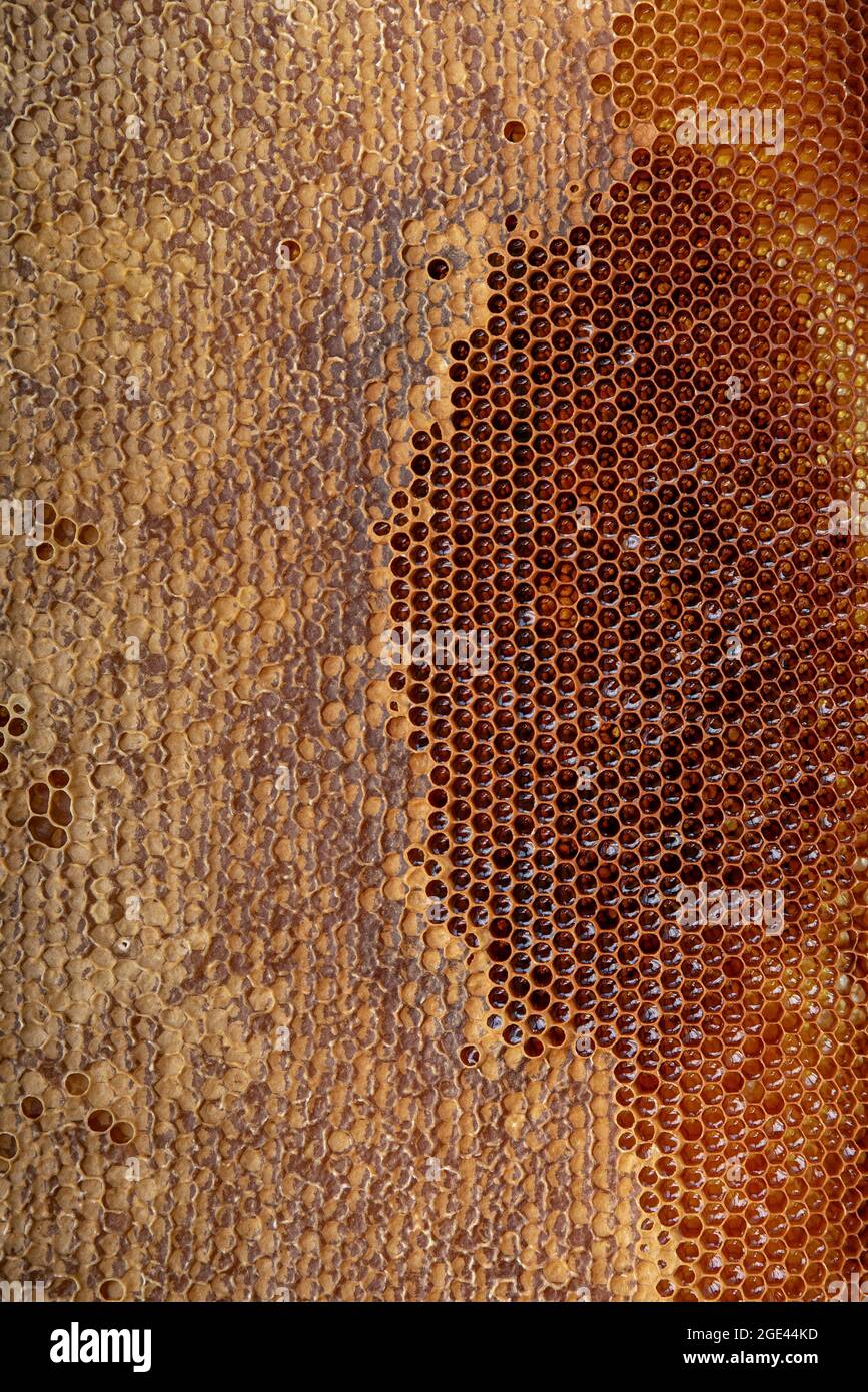 Natural honey comb background or texture. Yellow beautiful honeycomb ...