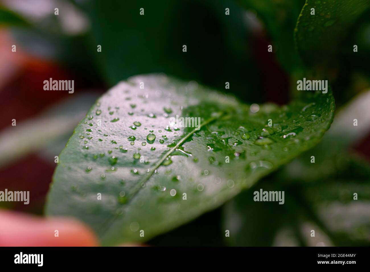 Freshly fallen raindrops refresh the leaves of plants in a vegetable ...
