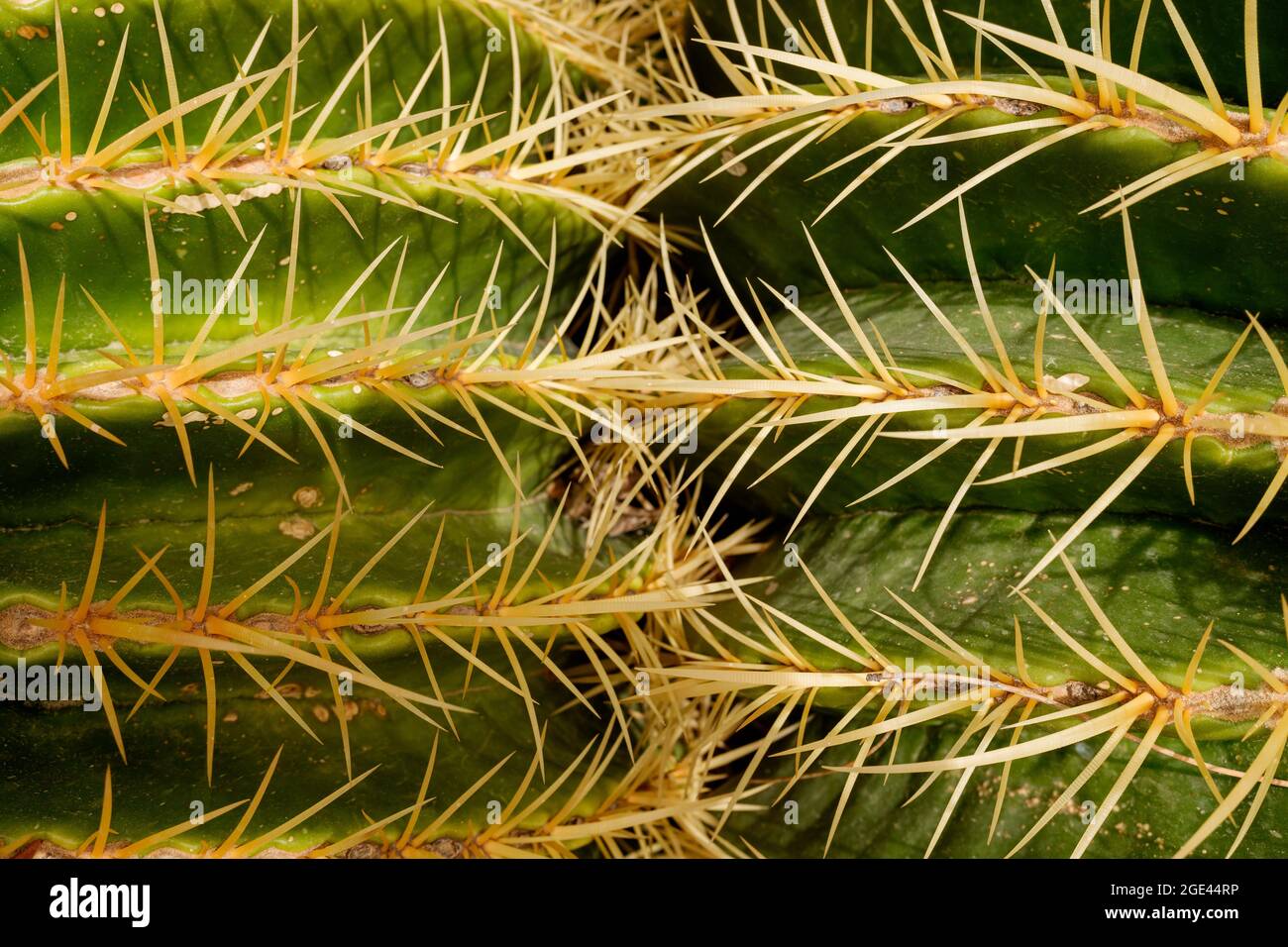 Detail of the sharp spikes of a cactus Stock Photo - Alamy