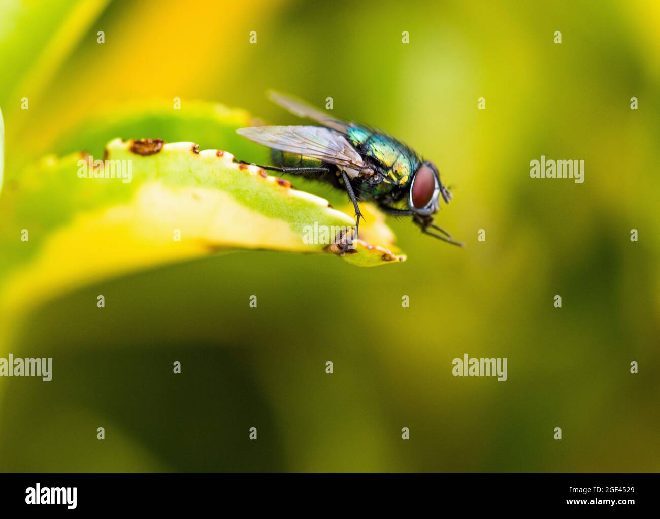 Green Bottle Fly Lucilia caesar on garden bush August Stock Photo - Alamy