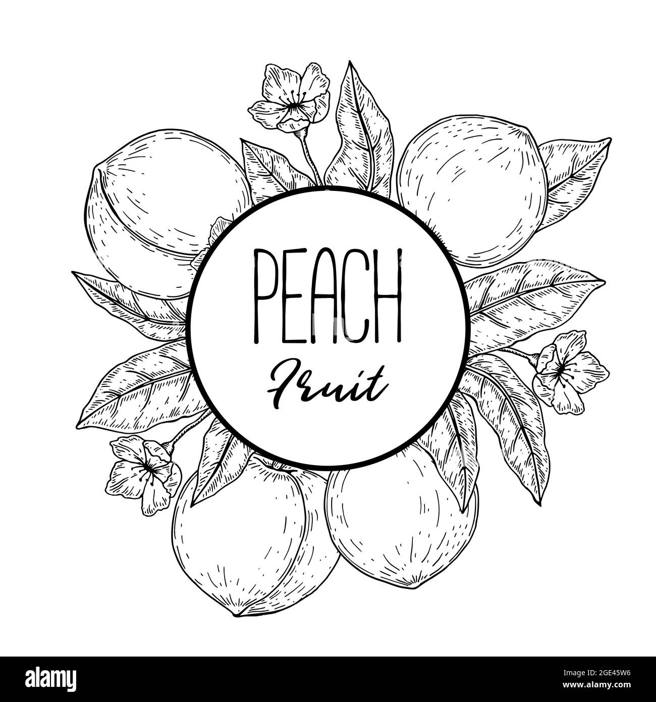 Hand drawn peach frame. Vector illustration in sketch style Stock ...