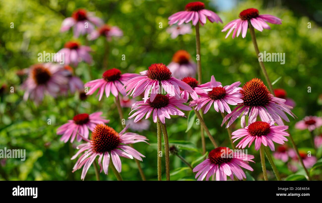 CLose up Photo of colorful flowers caught in bloom midsummer Stock ...