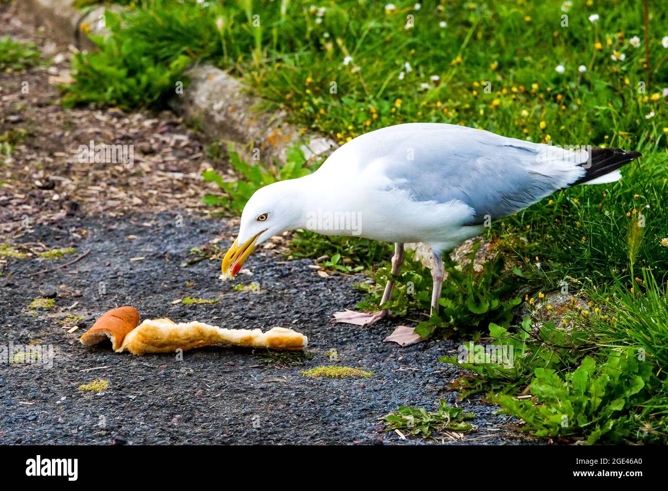 Seagull eating a piece of bread, Saint-Vaast la Hougue, Manche ...