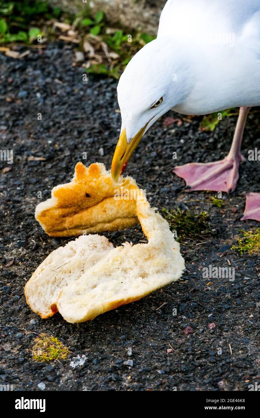 Oiseau affamé hi-res stock photography and images - Alamy