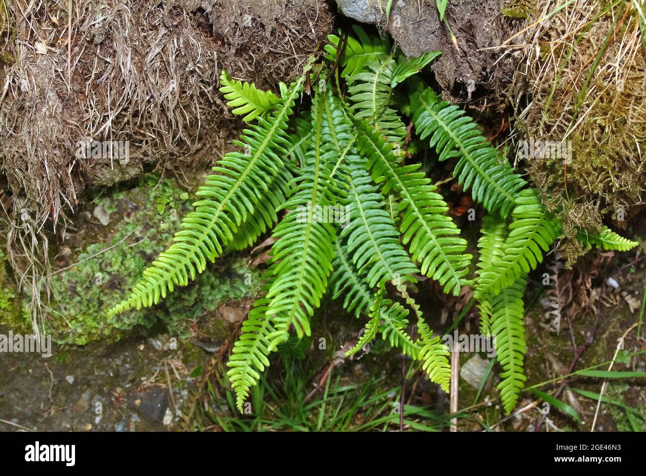 hard-fern, deer fern, Rippenfarn, Struthiopteris spicant, Blechnum ...