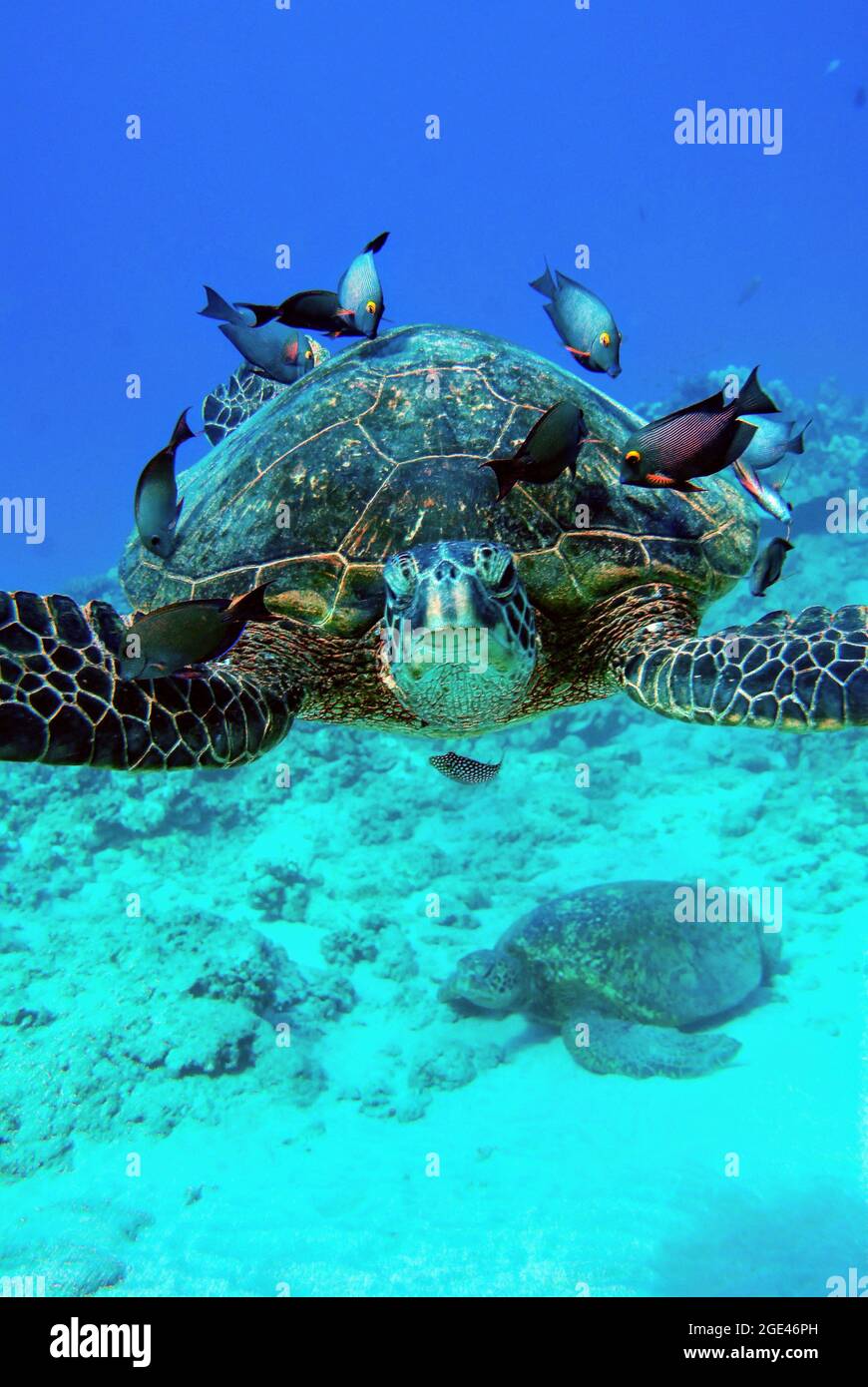 Sea turtle and fish looking into the camera Stock Photo - Alamy