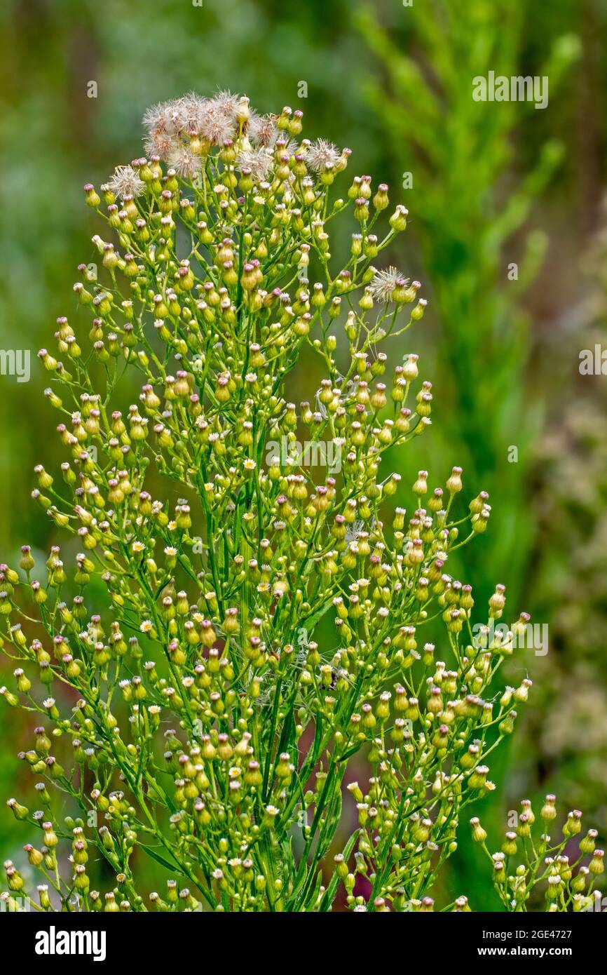 Invasive weeds hi-res stock photography and images - Alamy