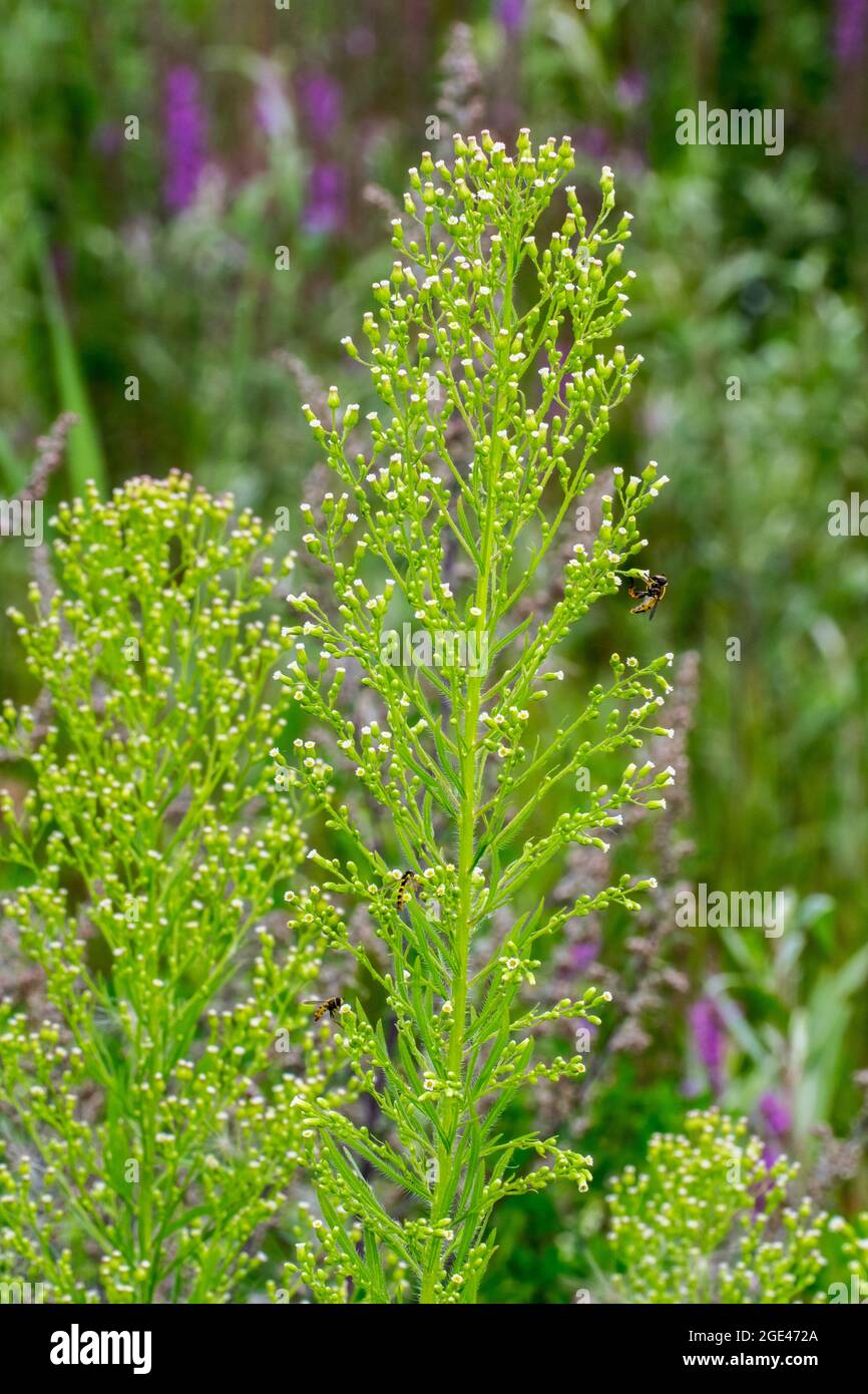 Horseweed Flower