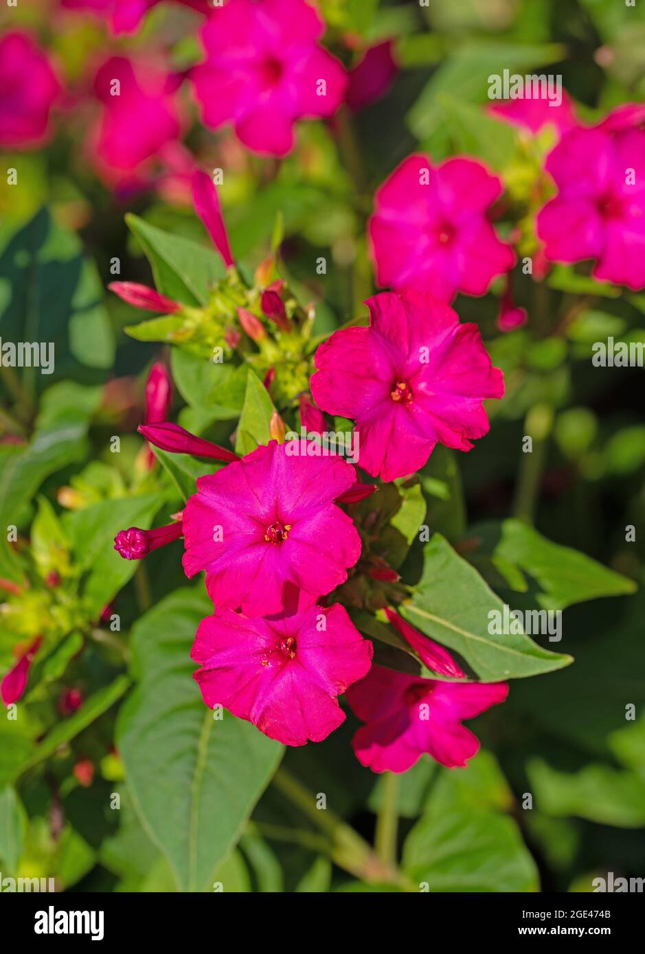 Wonder flower hi-res stock photography and images - Alamy