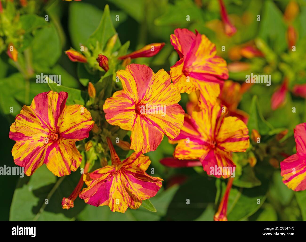 Blooming wonder flower, Mirabilis jalapa Stock Photo - Alamy