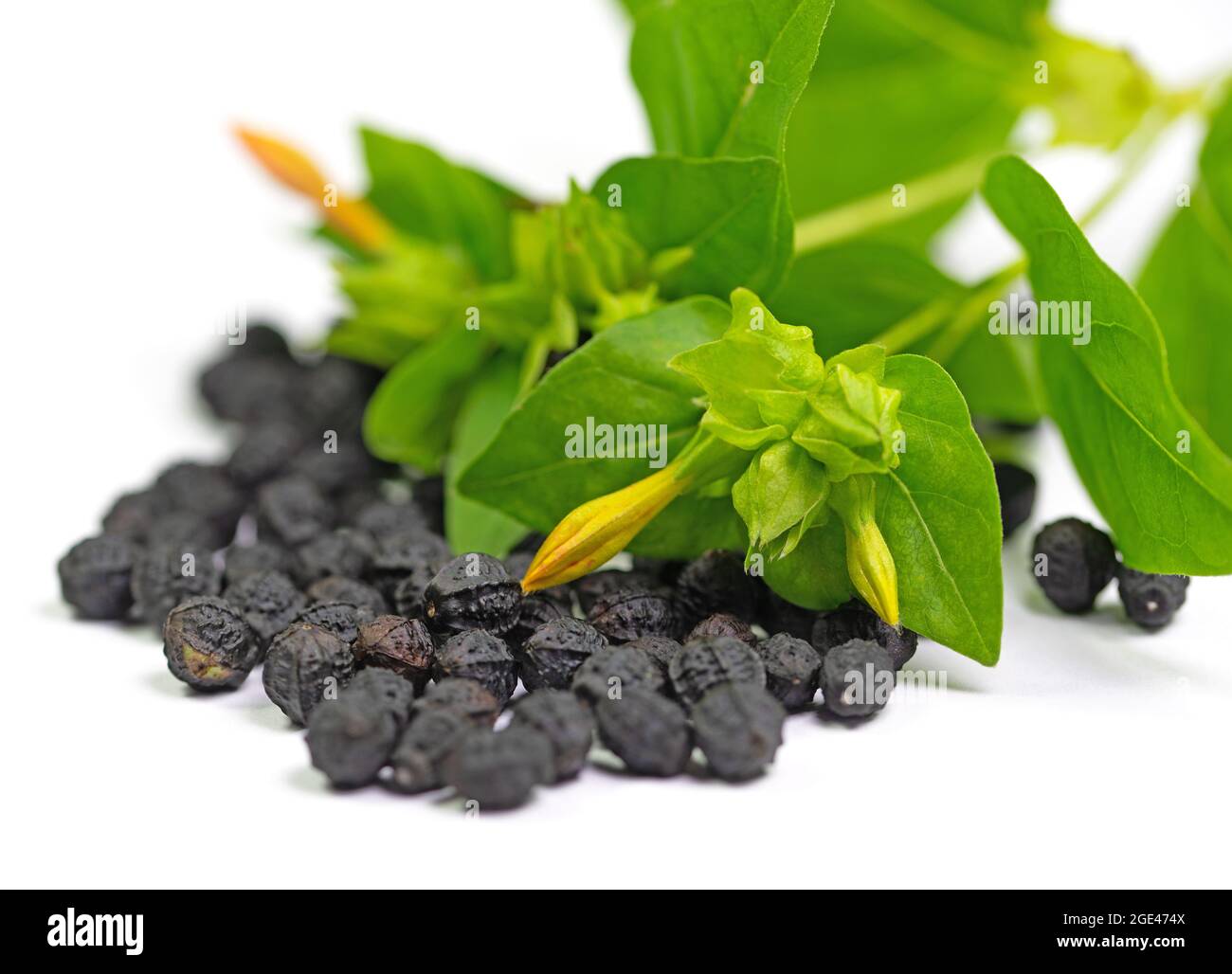 Fruits of the miracle flower, Mirabilis jalapa, against white ...