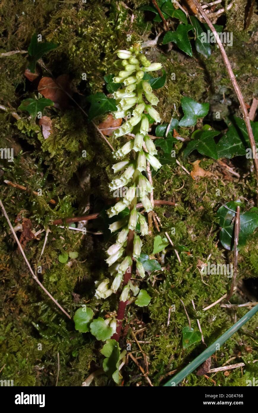 Hangendes nabelkraut hi-res stock photography and images - Alamy