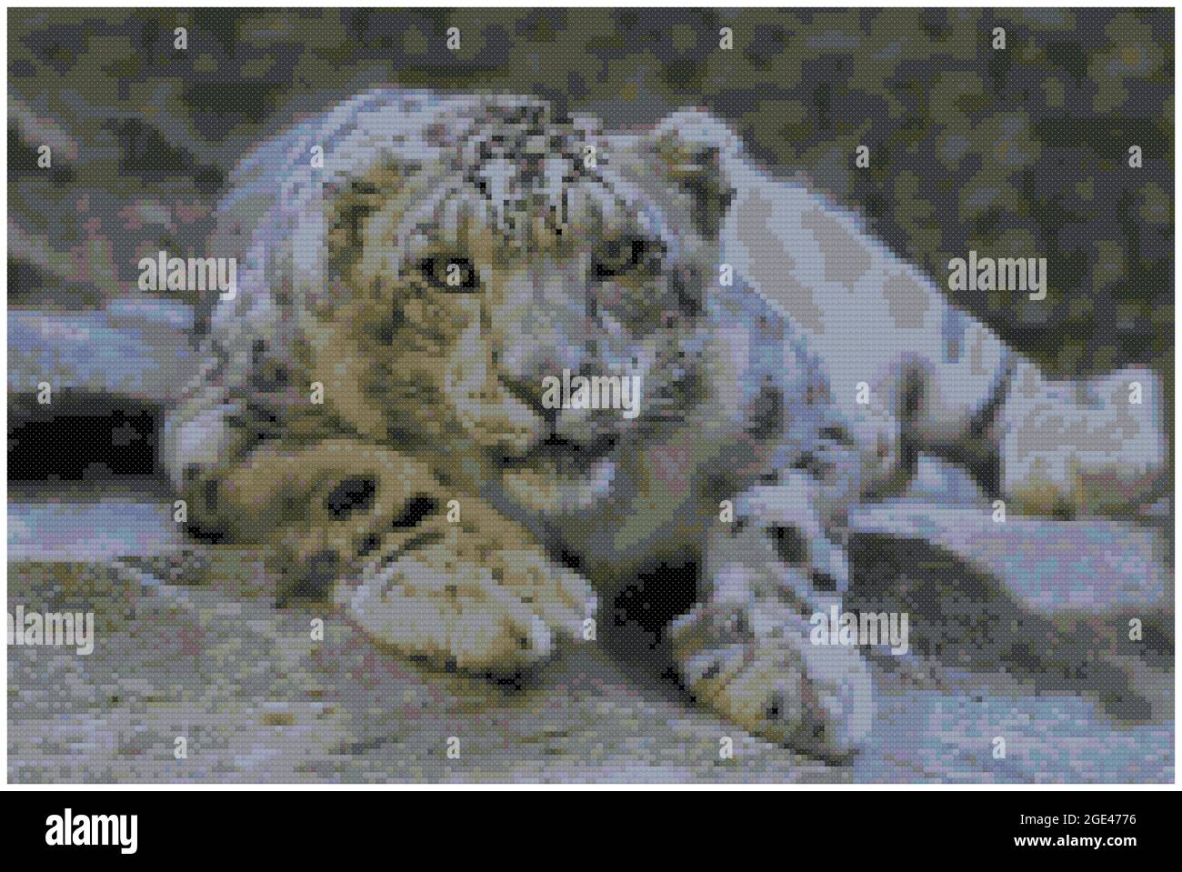 Portrait of a snow leopard. A snow leopard lounges on a rock. Snow ...