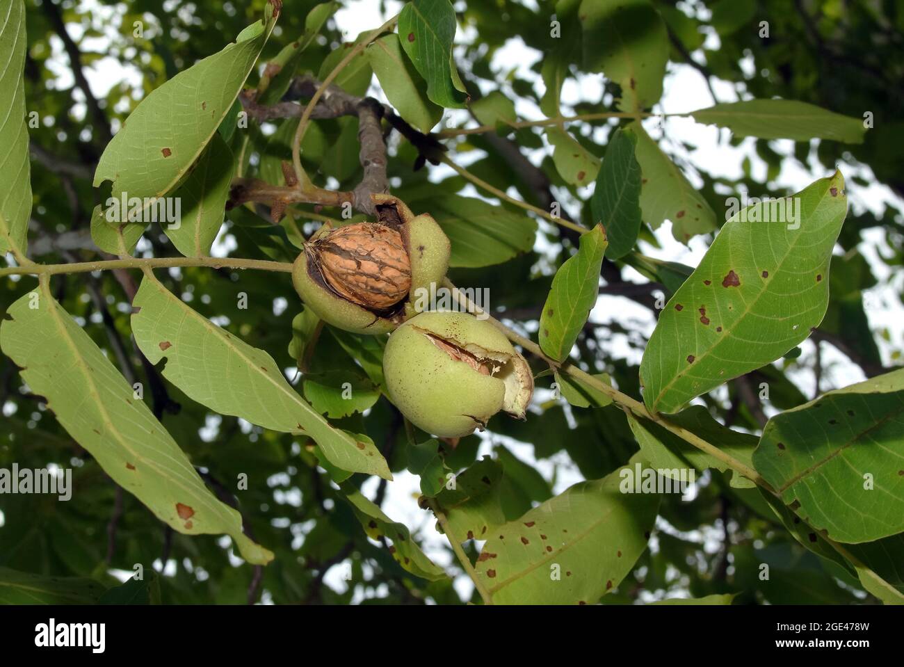 Persian walnut, English walnut, Carpathian walnut, Madeira walnut ...
