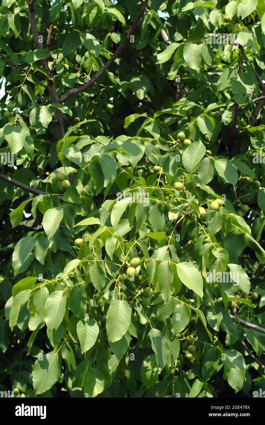 Persian walnut, English walnut, Carpathian walnut, Madeira walnut ...