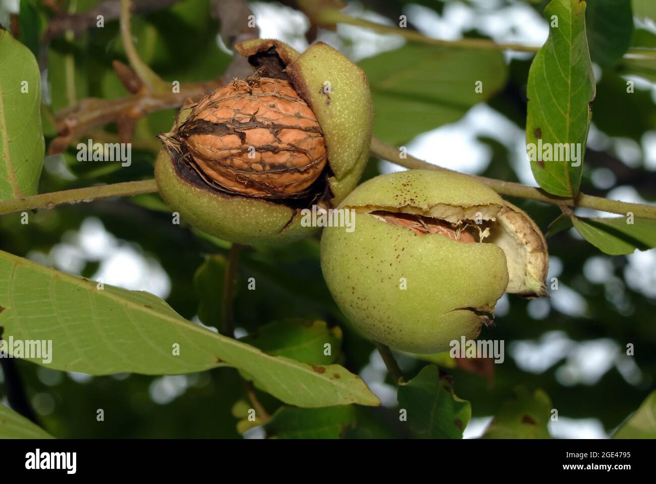 Persian walnut, English walnut, Carpathian walnut, Madeira walnut ...