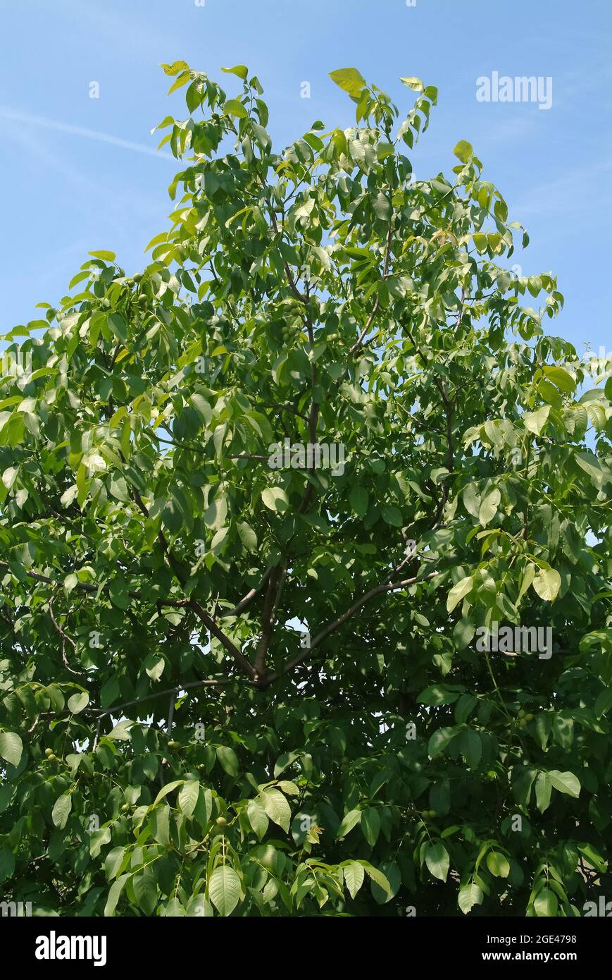 Persian walnut, English walnut, Carpathian walnut, Madeira walnut ...