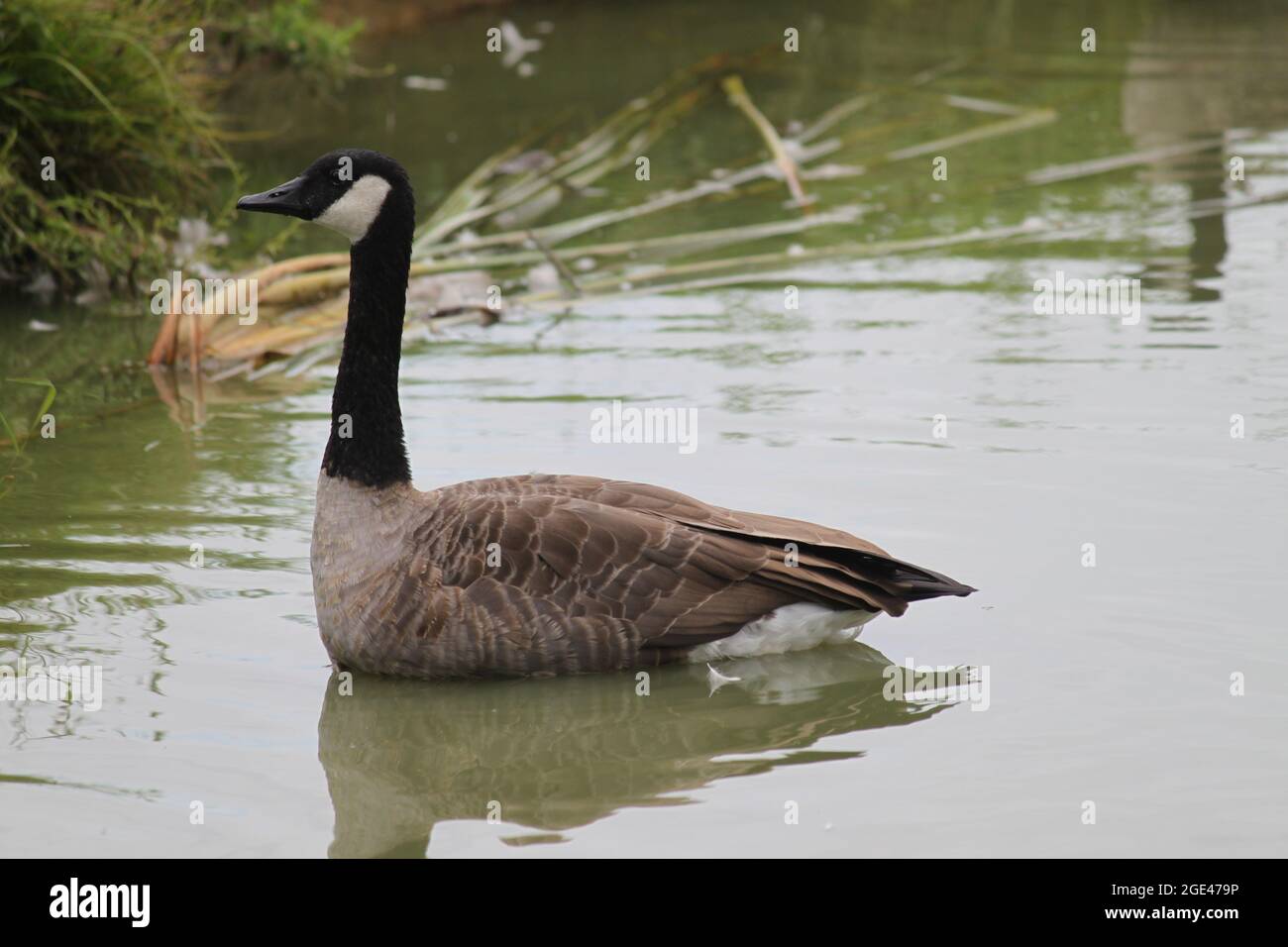 Goose in Pond Stock Photo - Alamy