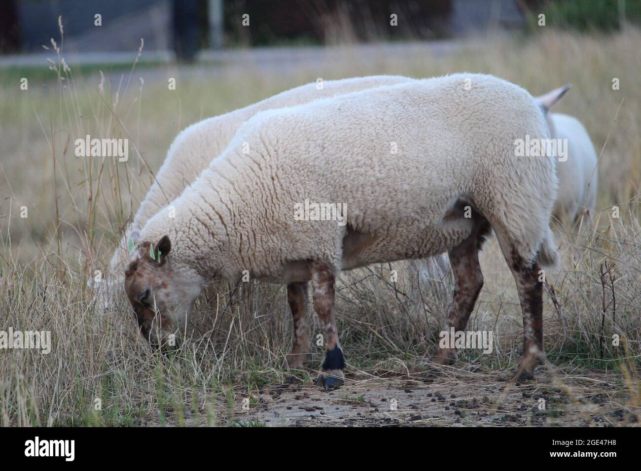White sheep grazing on the pasture on a farm Stock Photo - Alamy