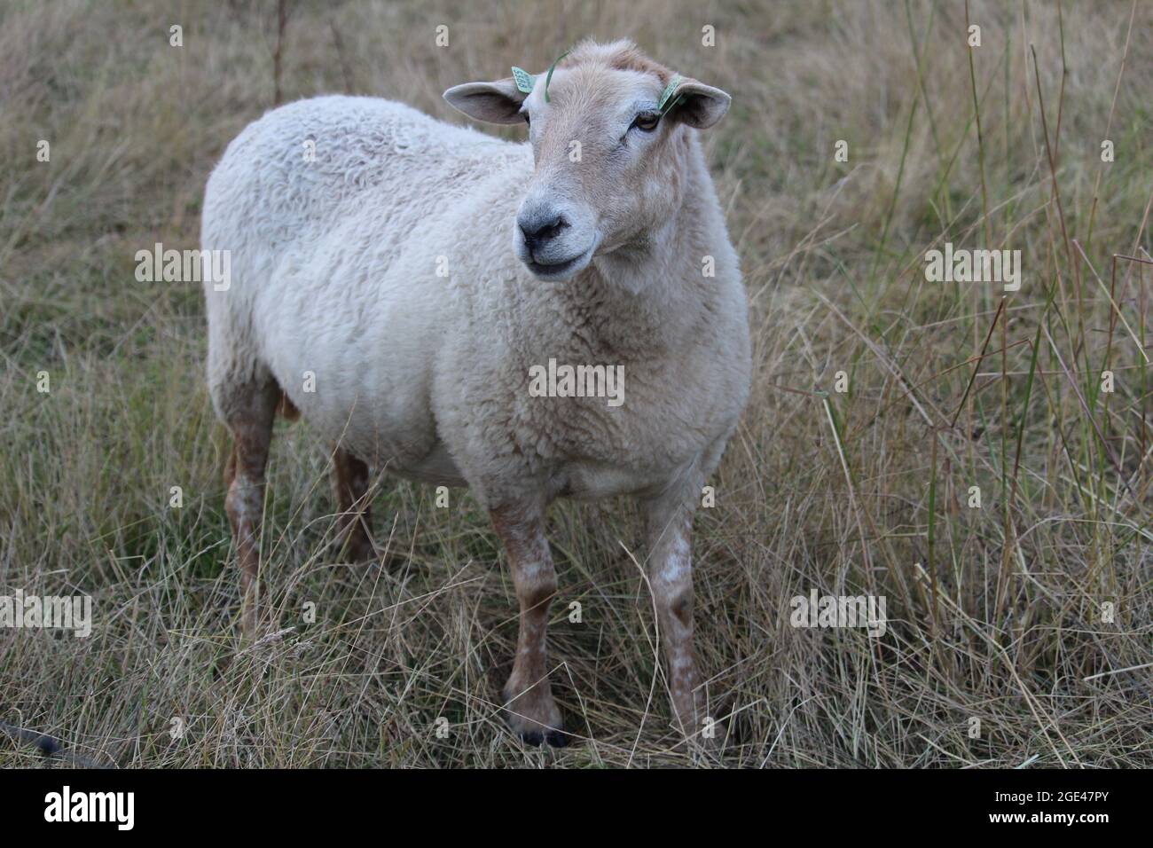 White sheep grazing on the pasture on a farm Stock Photo - Alamy