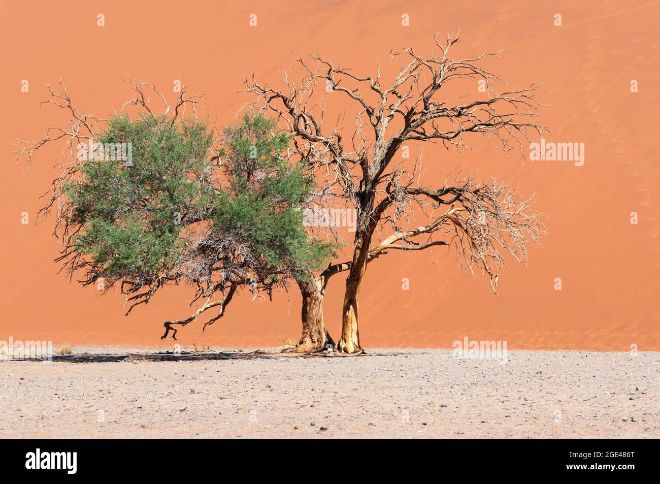 Camel thorn tree, Vachellia erioloba, in the Namib desert, Sossusvlei ...
