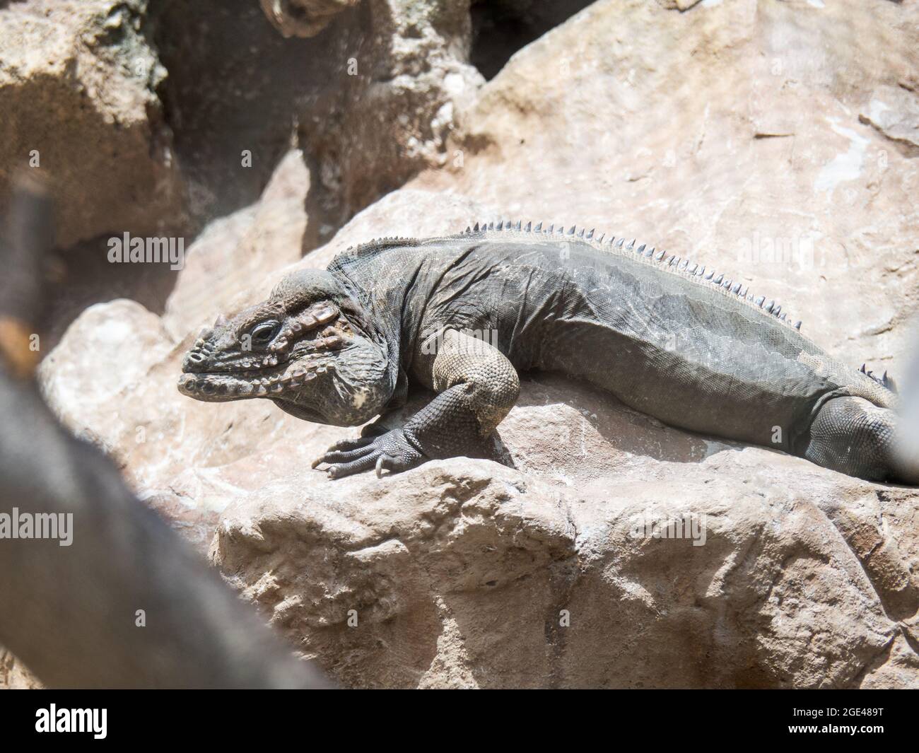 Gray monitor lizard standing on the rock with a blurred background ...