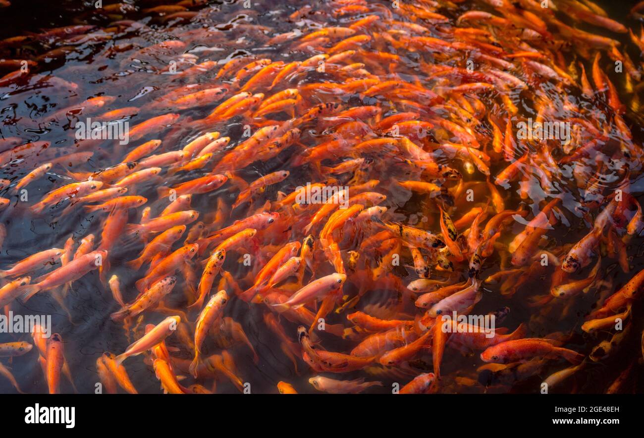 Zoo food preparation hi-res stock photography and images - Alamy