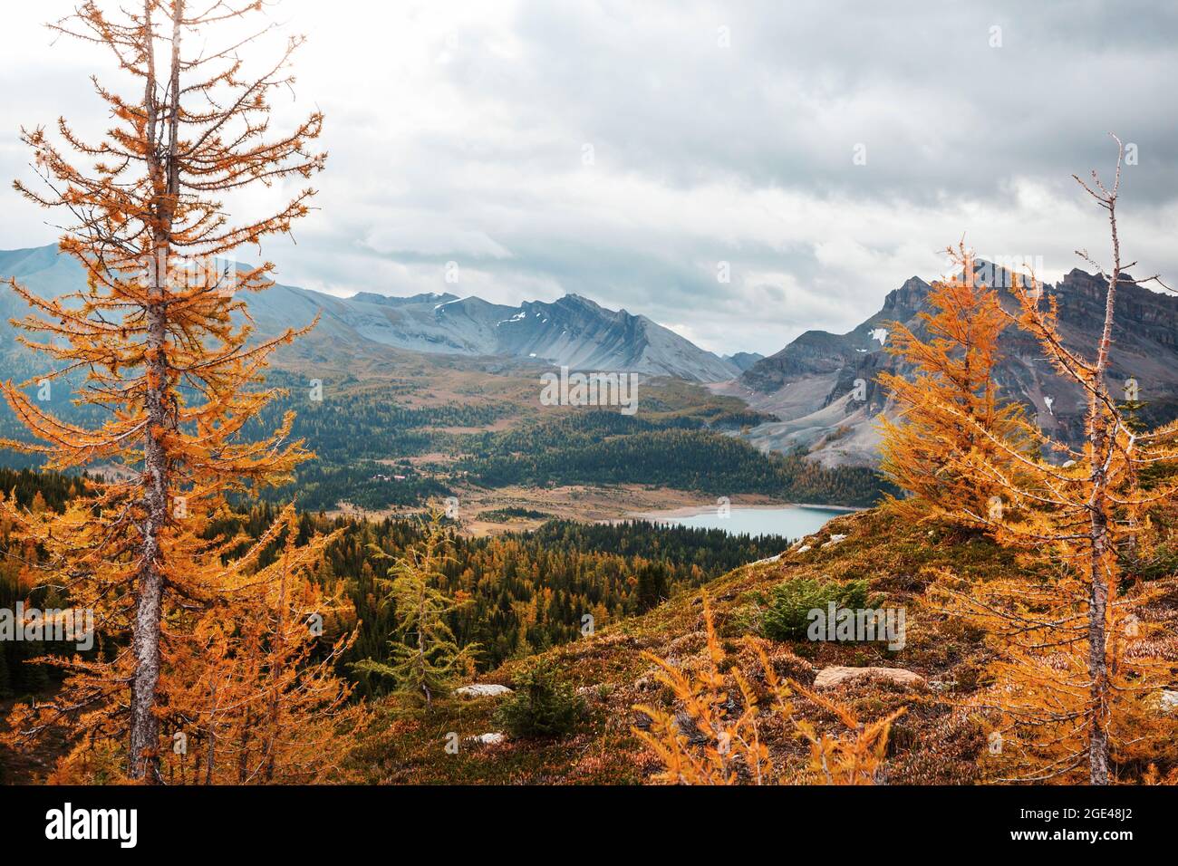 Beautiful golden larches in mountains, Fall season Stock Photo - Alamy